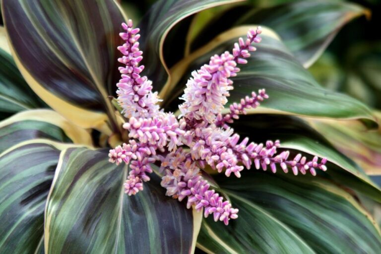 Grow Your Own Paradise: Guide to Hawaiian Ti Plant Care