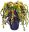 Croton Plant - How to Grow Care Guide - Codiaeum