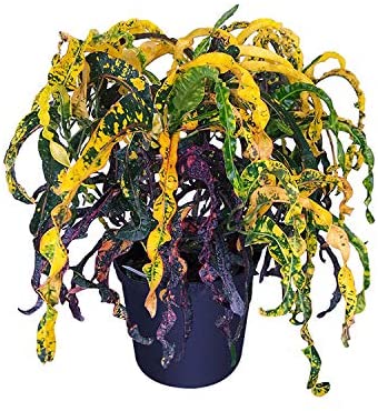 Croton Plant - How to Grow Care Guide - Codiaeum