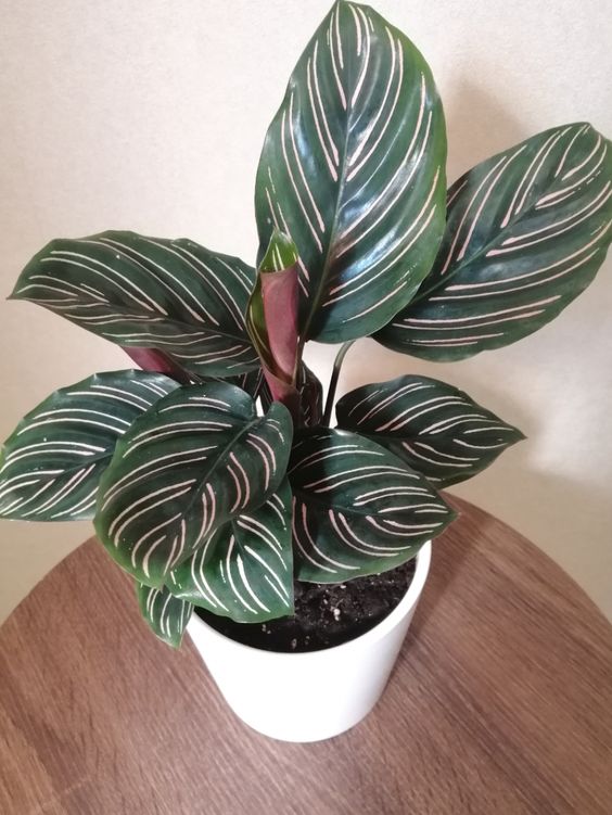 How to Grow and Care for a Calathea Plant