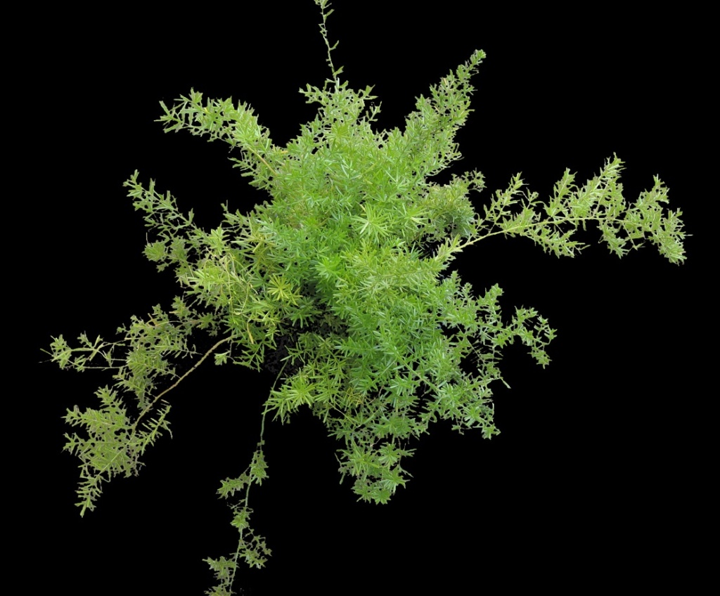 How to Grow Care for an Asparagus Fern