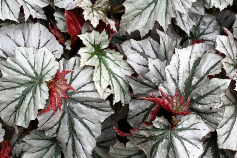 How to Grow a Begonia Plant Care Guide