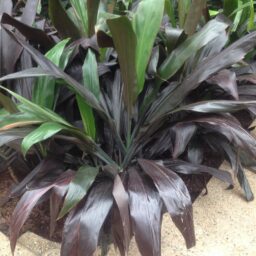 Grow Your Own Paradise: Guide to Hawaiian Ti Plant Care