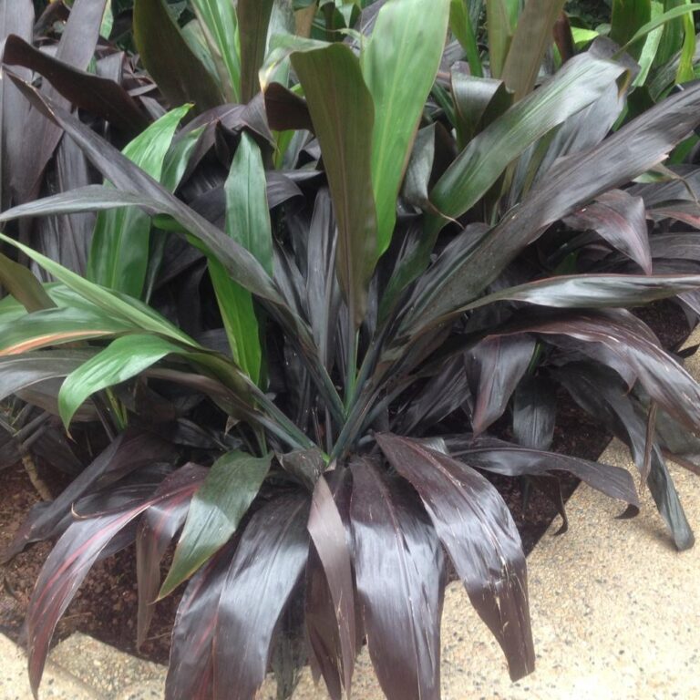 Grow Your Own Paradise: Guide to Hawaiian Ti Plant Care