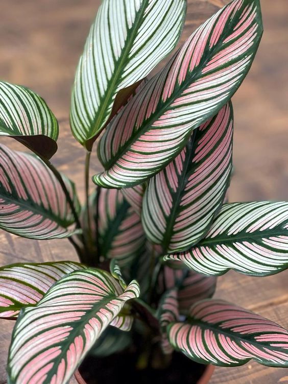 How to Grow and Care for a Calathea Plant