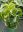 Croton Plant - How to Grow Care Guide - Codiaeum