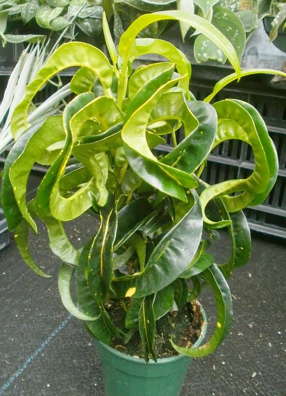 Croton Plant - How to Grow Care Guide - Codiaeum