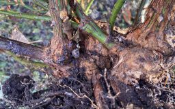 Crown, Stem, Root Rot - Plant Diseases| HousePlant411.com/glossary
