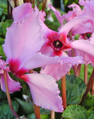 Cyclamen Care Guide: Unfurl Blossoms of Winter Joy!