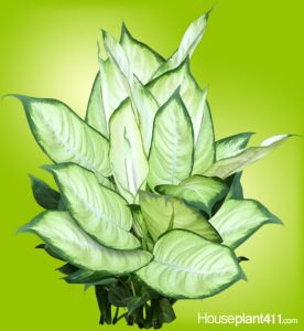 Unleash the Tropics! Master Dieffenbachia Care for Dramatic Leaves ...