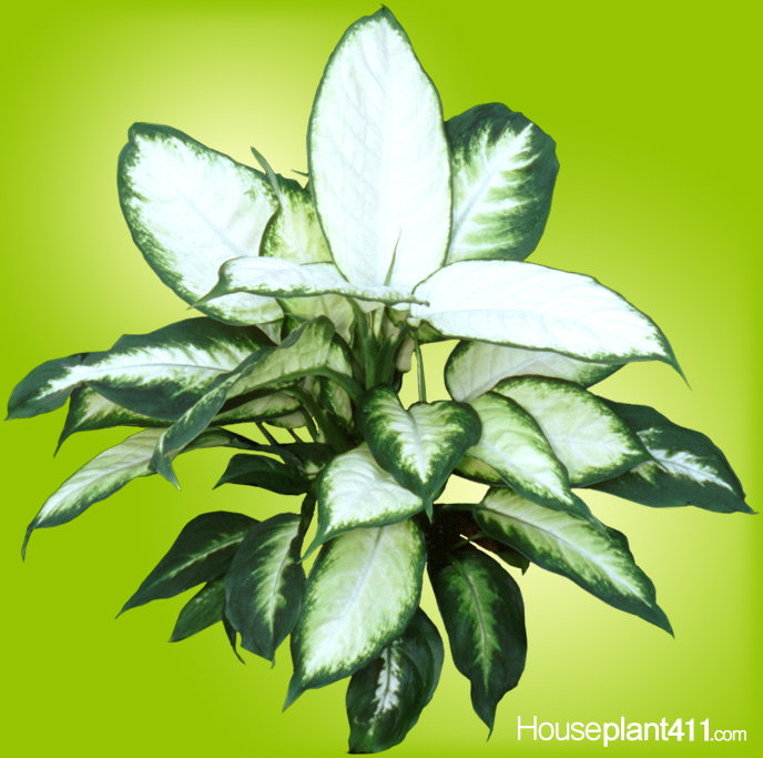 Unleash the Tropics! Master Dieffenbachia Care for Dramatic Leaves ...