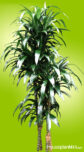 Dracaena Janet Craig - How to Grow Care Guide