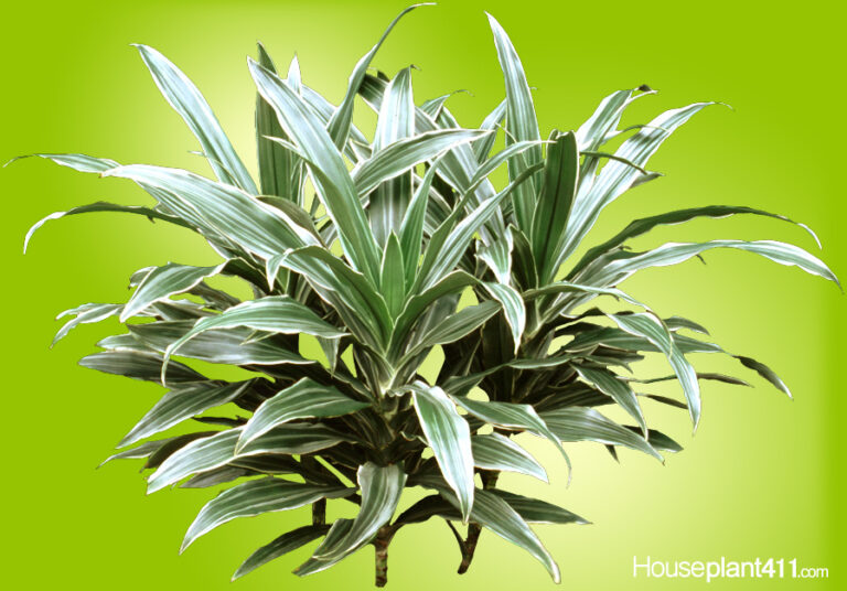 Dracaena Janet Craig - How to Grow Care Guide