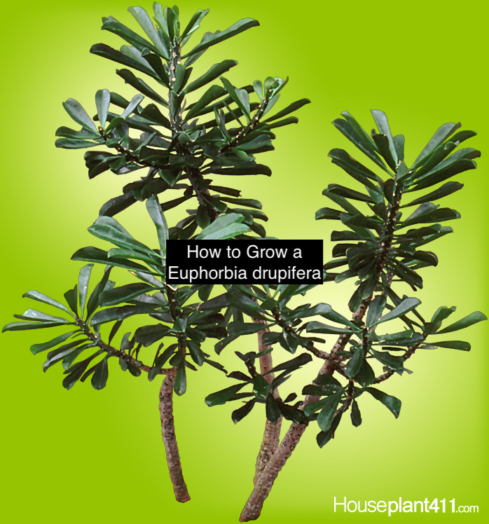 Know Your Euphorbia