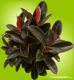 Rubber Tree - How to Grow Care - Ficus Elastica