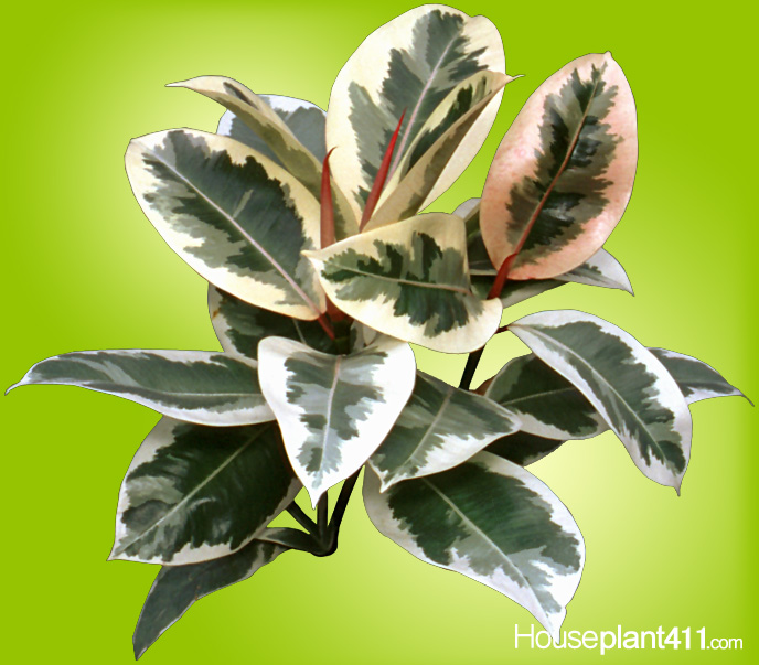How to Care for a Rubber Tree Plant | Houseplant411.com