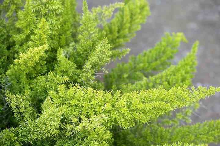 How to Grow Care for an Asparagus Fern
