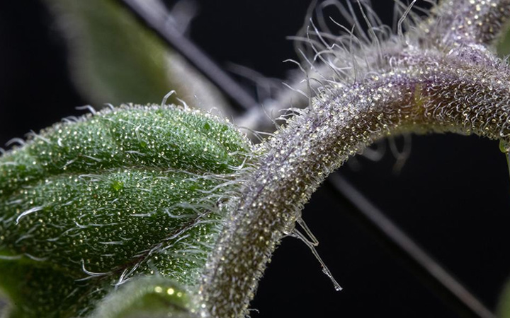 Gray Mold - Botrytis - Plant Diseases | HousePlant411.com/glossary