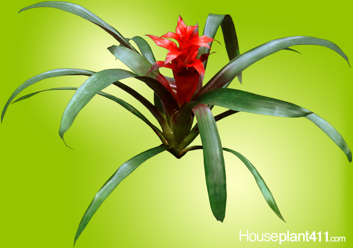Bromeliad Plant - Plant Care Tips - Guzmania