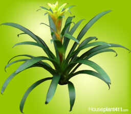 Bromeliad Plant - Plant Care Tips - Guzmania