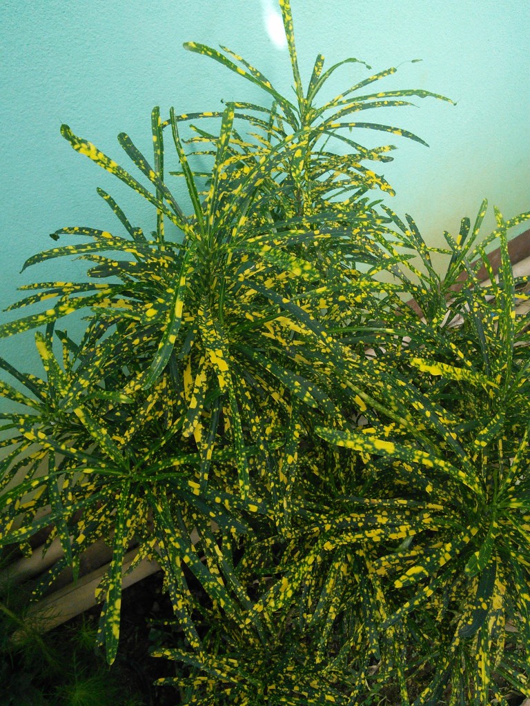 Croton Plant - How to Grow Care Guide - Codiaeum