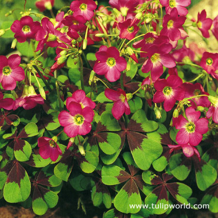 Unveil the Charm of the Shamrock Plant: Symbolism and Care