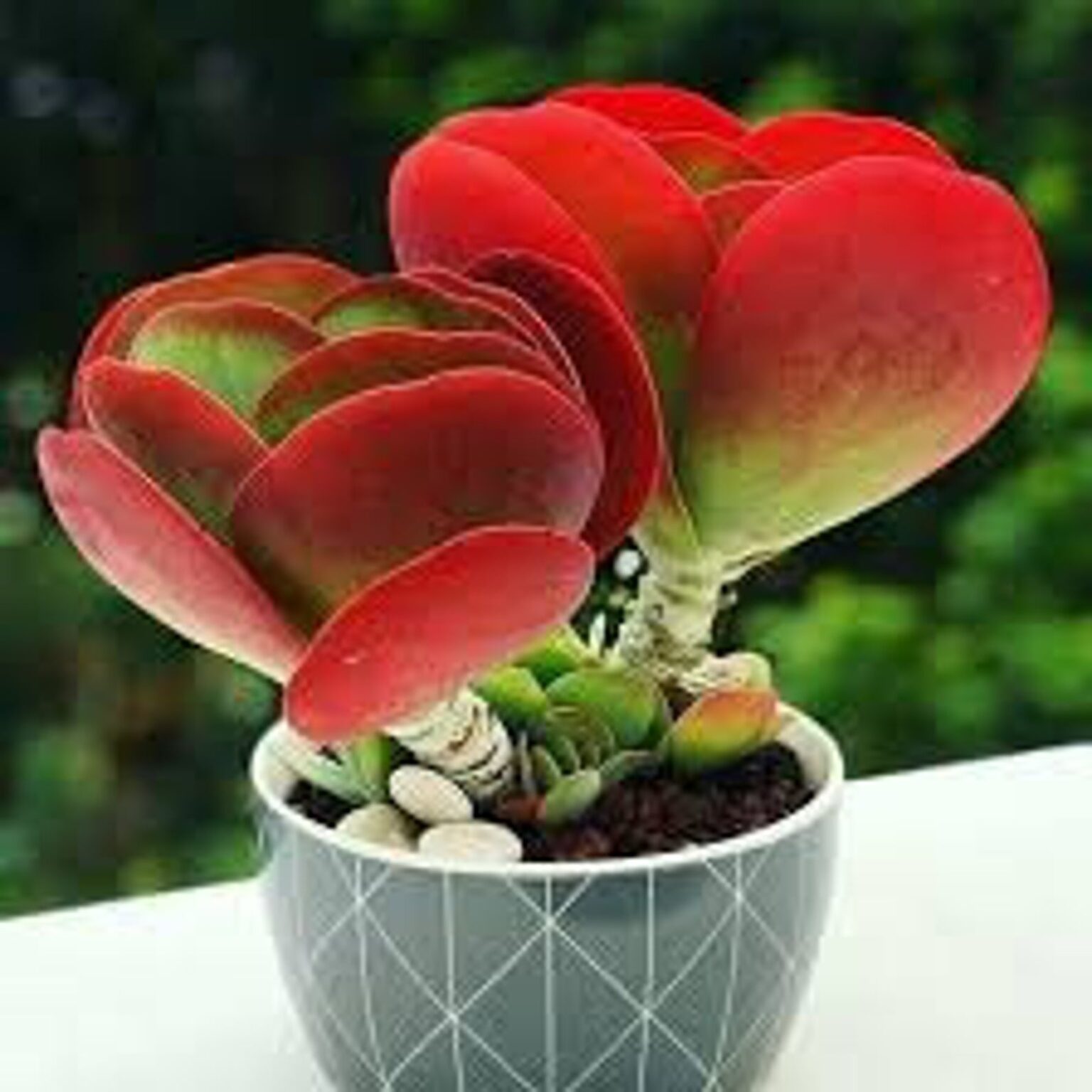 Kalanchoe Plant - How to Grow Care Guide