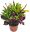 Croton Plant - How to Grow Care Guide - Codiaeum