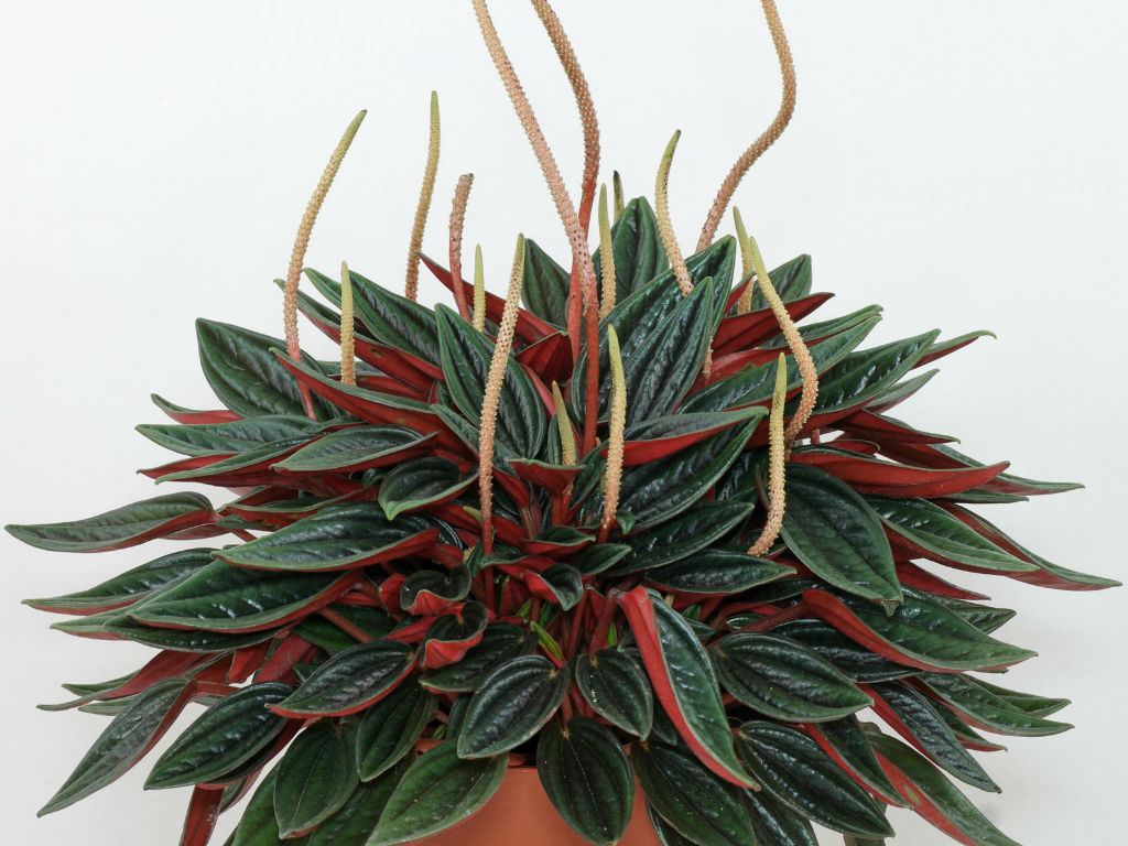 Lush Looks, Low Maintenance: Your Peperomia Care Guide for a Happy Home