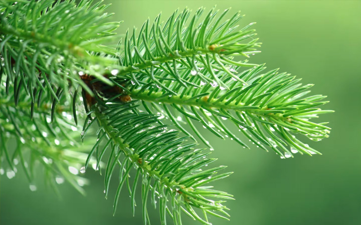 Plant Needles - Plant leaves | HousePlant411.com/glossary