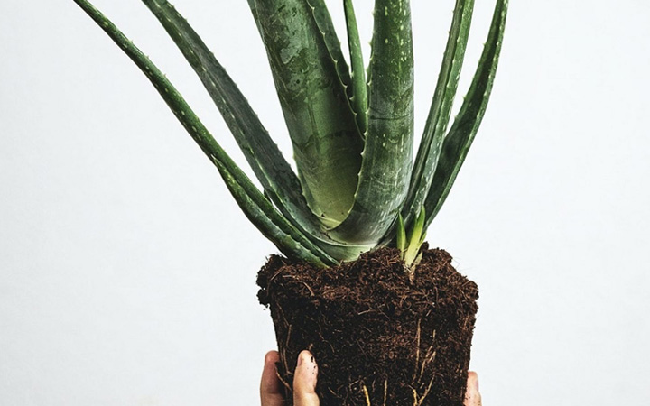 HousePlant Propagation - Offsets and Pups | HousePlant411.com