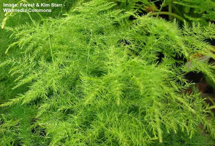 How to Grow Care for an Asparagus Fern