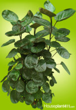 Aralia Plant - How to Grow Care - Ming Aralia