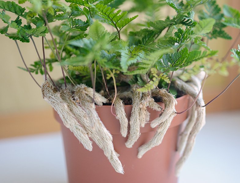 How to Grow a Rabbit's Foot Fern - Care Tips - Davillia fejeensis