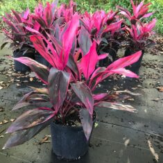 Grow Your Own Paradise: Guide to Hawaiian Ti Plant Care