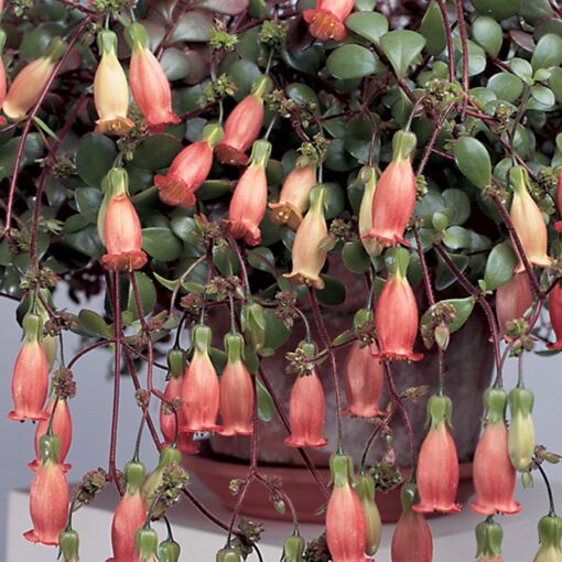 Kalanchoe Plant - How to Grow Care Guide