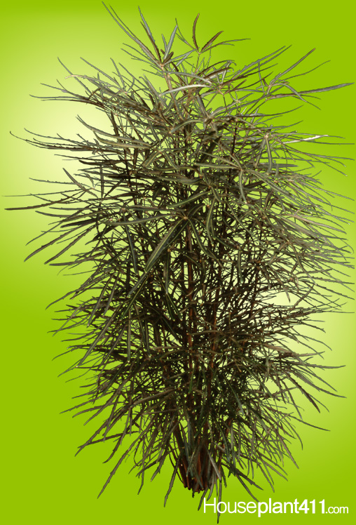 How to Grow a False Aralia Care Guide