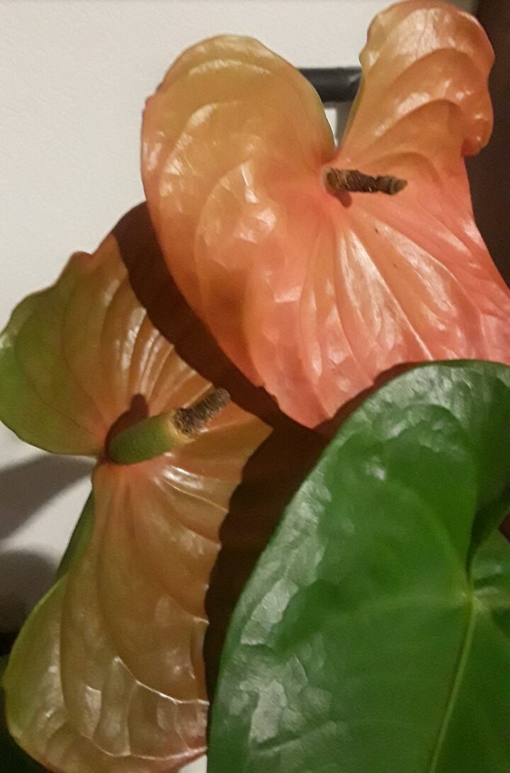 Why is My Anthurium Plant Dying - Houseplant 411