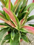 Grow Your Own Paradise: Guide to Hawaiian Ti Plant Care