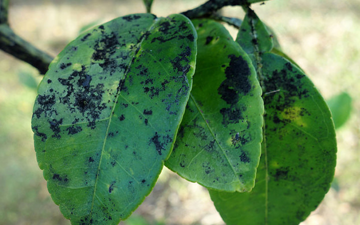 Sooty Black Mold | Plant Diseases | HousePlant411.com/glossary