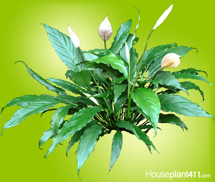 Peace Lily Magic: Flourish With Our Easy Care Guide!