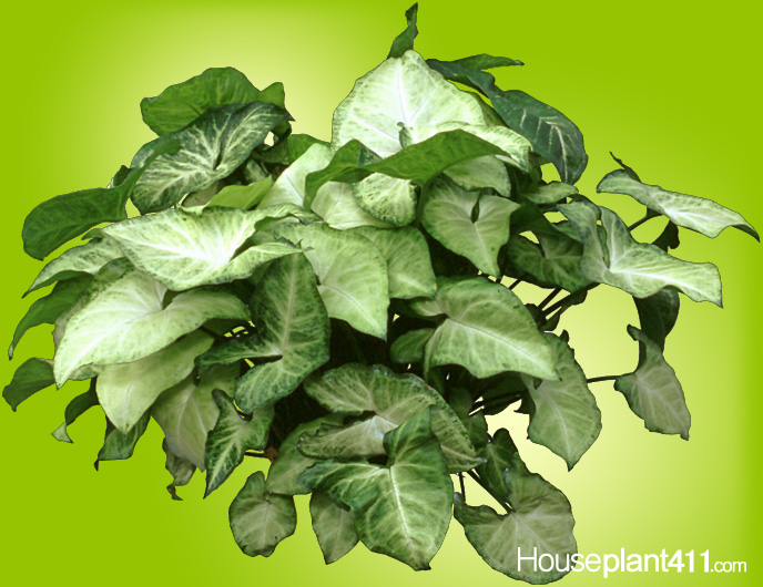 Arrowhead Oasis: Master Nepthytis Care & Grow Lush Foliage with Easy ...