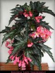How to Grow a Begonia Plant Care Guide