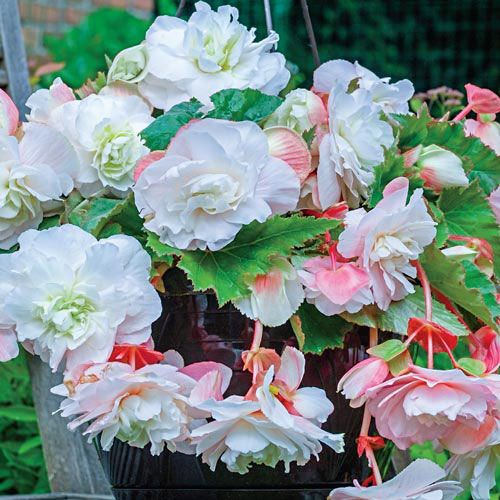 How to Grow a Begonia Plant Care Guide