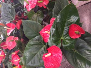 Anthurium Plant - How to Grow Care - Flamingo Flower