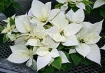 Keep Your Poinsettia Dazzling! Expert Tips for Long-Lasting Blooms