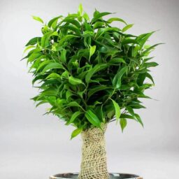 Ficus Benjamina Care 101: Achieve Lush Foliage & Thriving Houseplants