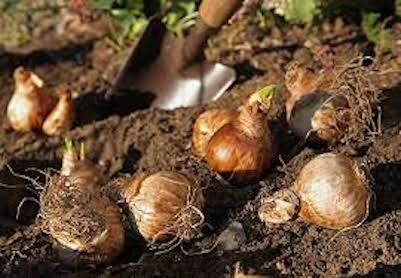 Bulb Plant - Houseplant 411