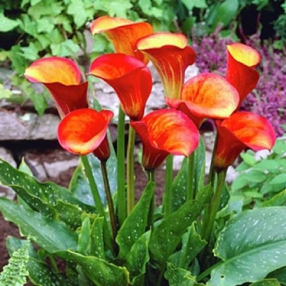Unfurl Elegance: Growing & Caring for Stunning Calla Lilies