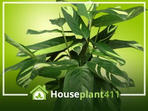 How to Grow a Ctenanthe Plant - Ctenanthe Care Guide